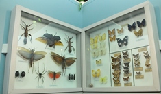 Insectarium inaugurated at Natural History Museum-Nature Gallery