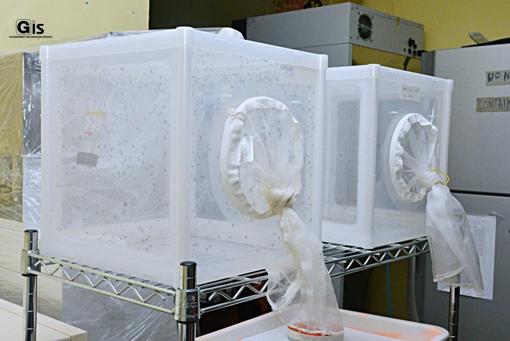 Using Sterile Insect Technique to mitigate mosquito proliferation